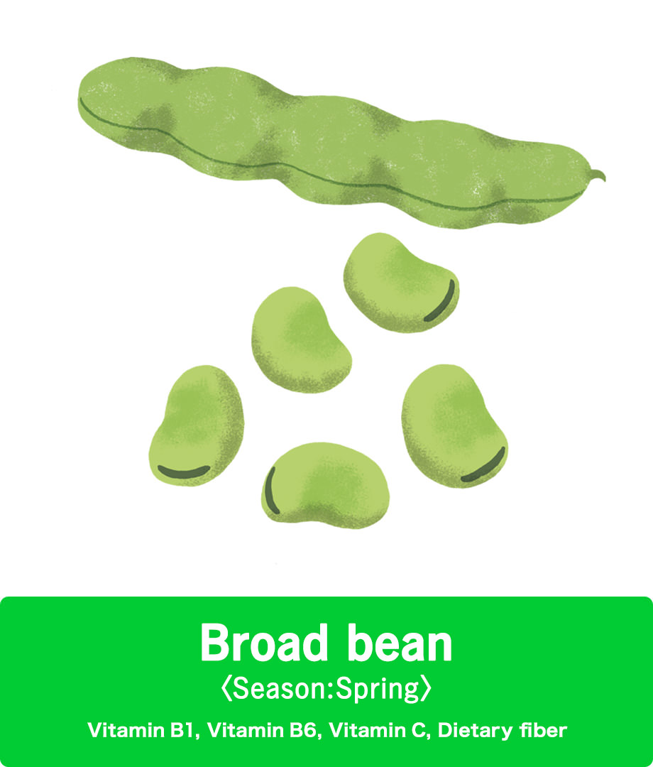 Broad bean | Vegetable guide