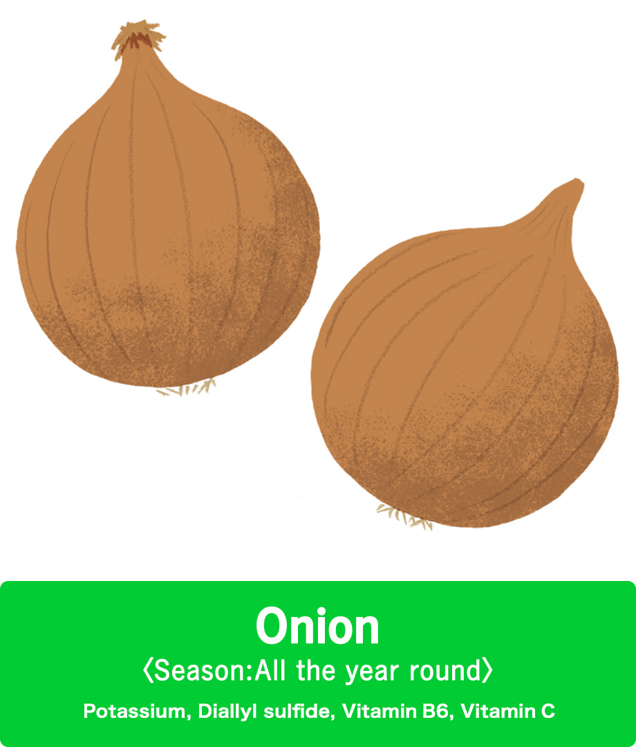 Onion | Vegetable guide