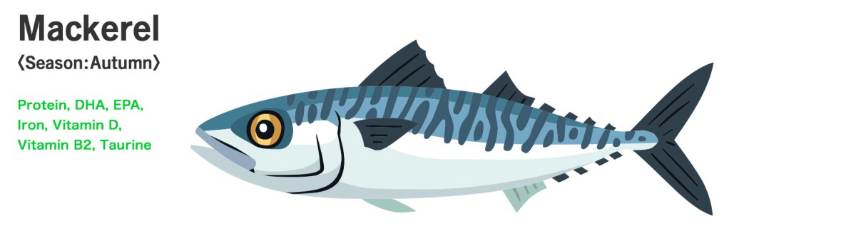 Mackerel | Fish guide