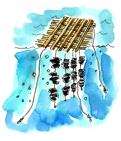 Japanese oysters 〈Season:Summer〉 | Hirado guide